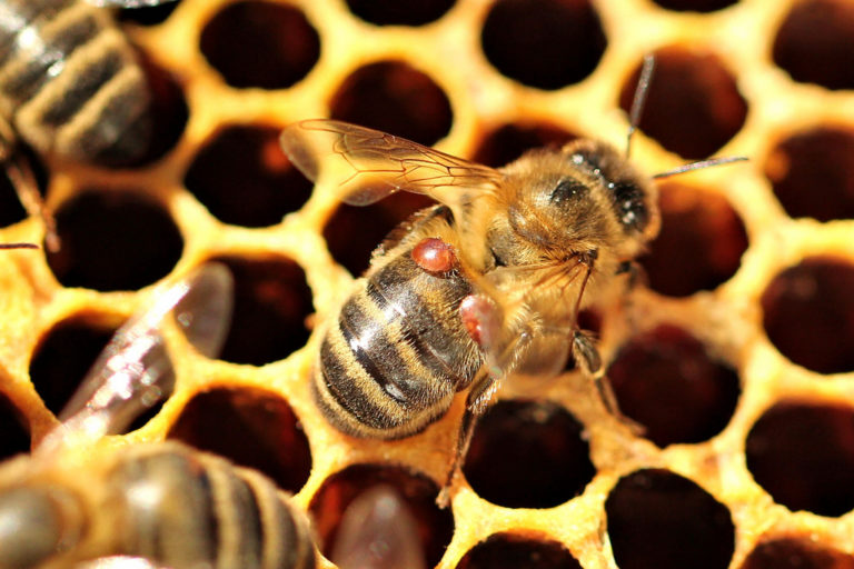 Varroa destructor – Test & Treat – Bee Science News