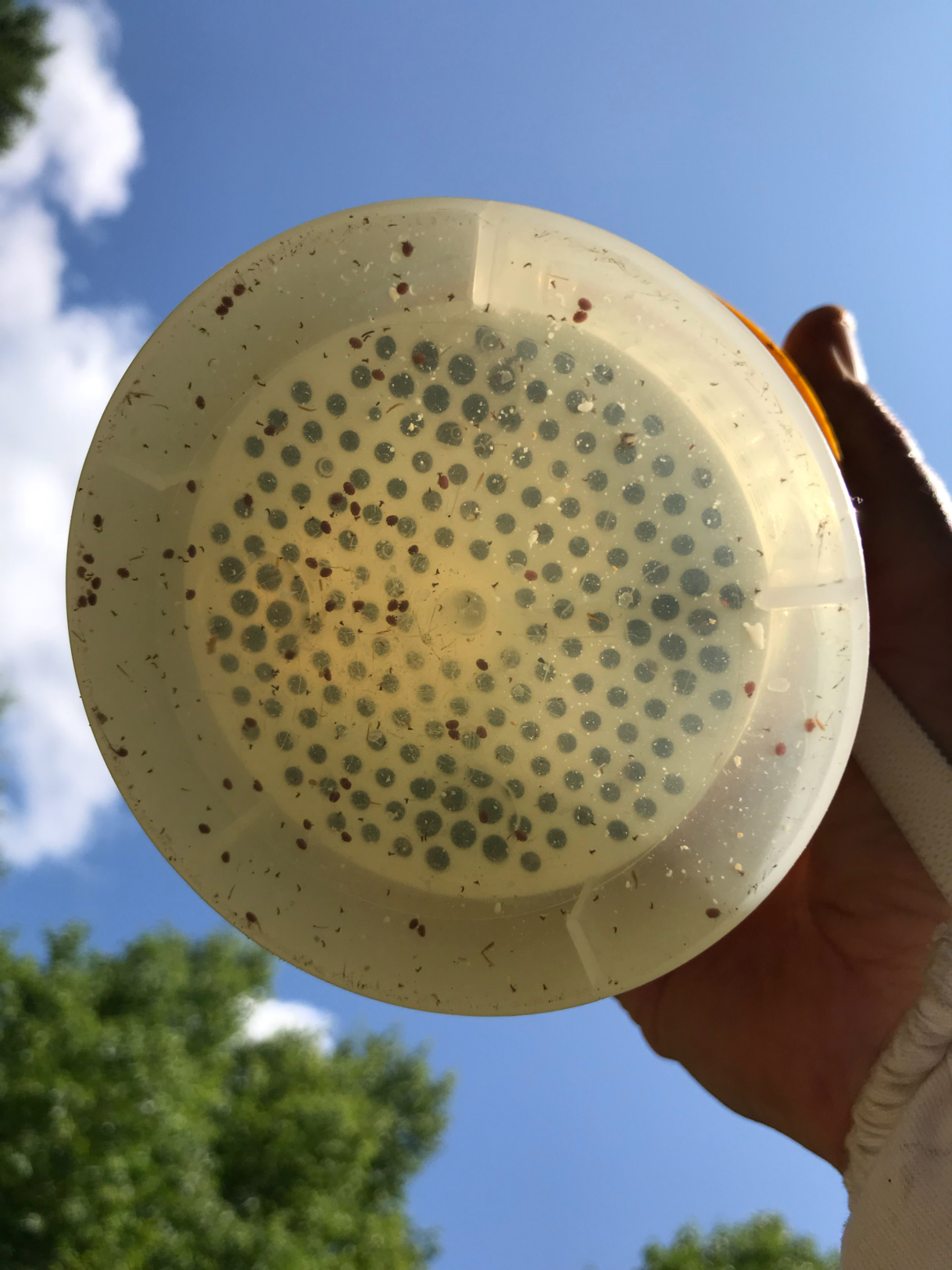 Varroa destructor – Test & Treat – Bee Science News