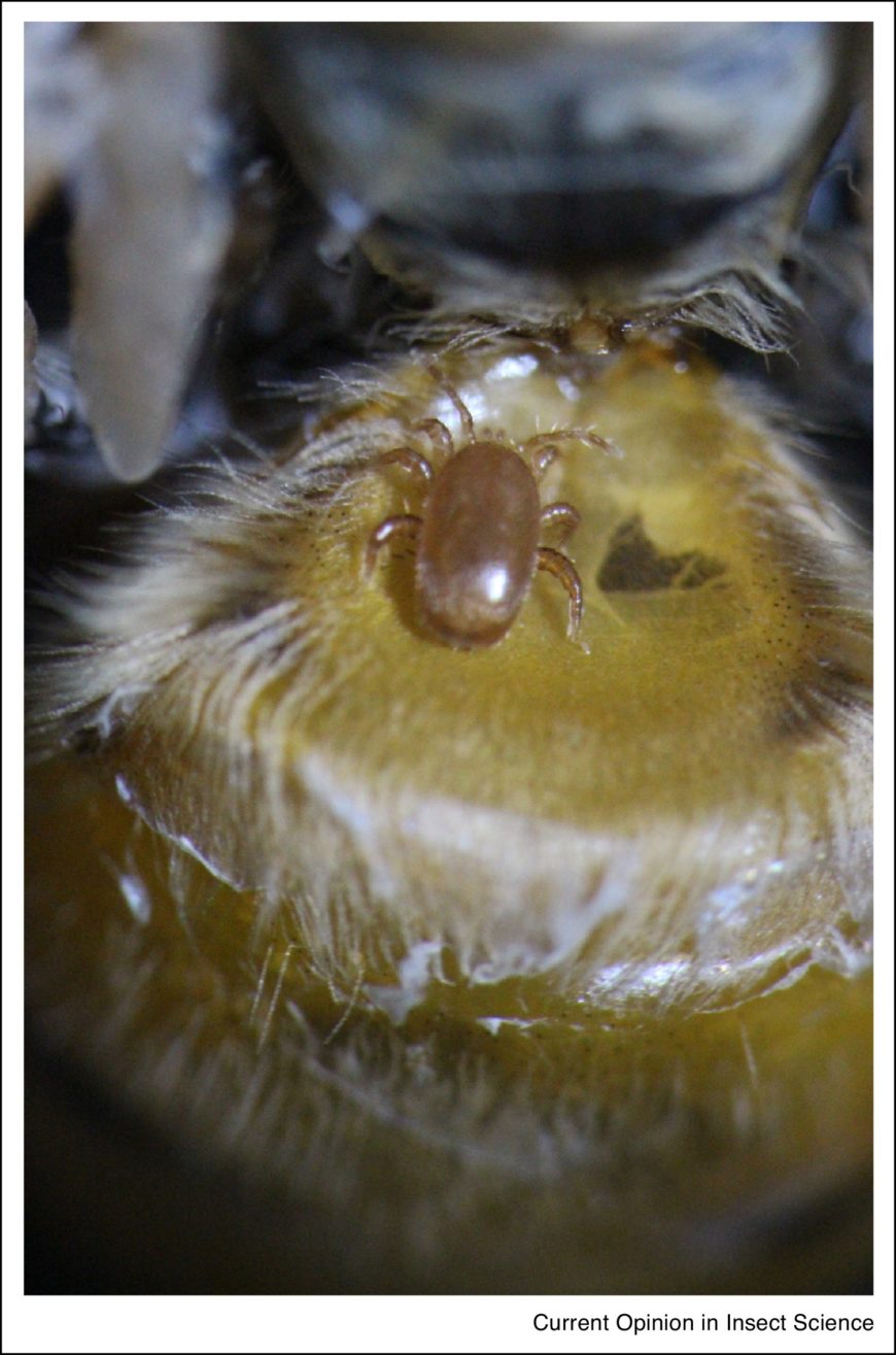 Varroa – testing and treatment – Bee Science News