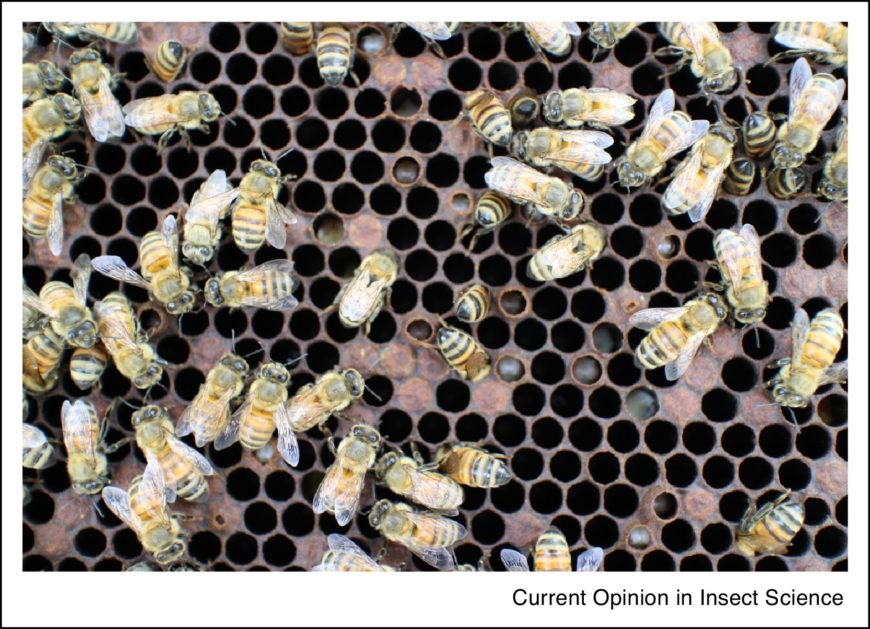 Tropilaelaps mite: A Fate Worse than Varroa – Bee Science News