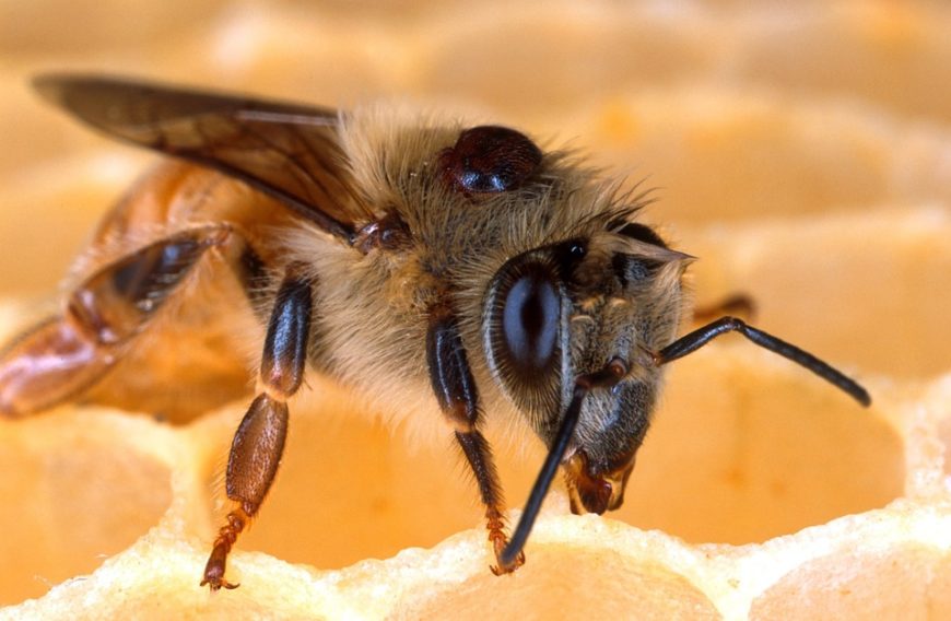 Bee Science News – News channel focused on biological solutions for the ...