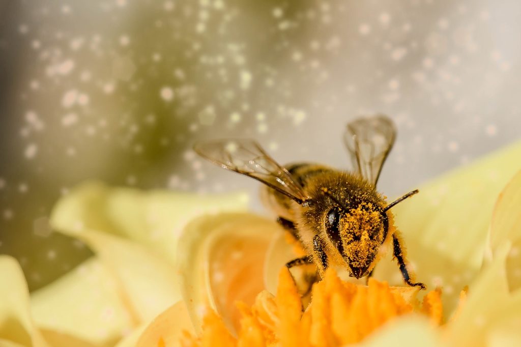 Salt, Fat, Acid, Bees. – Bee Science News